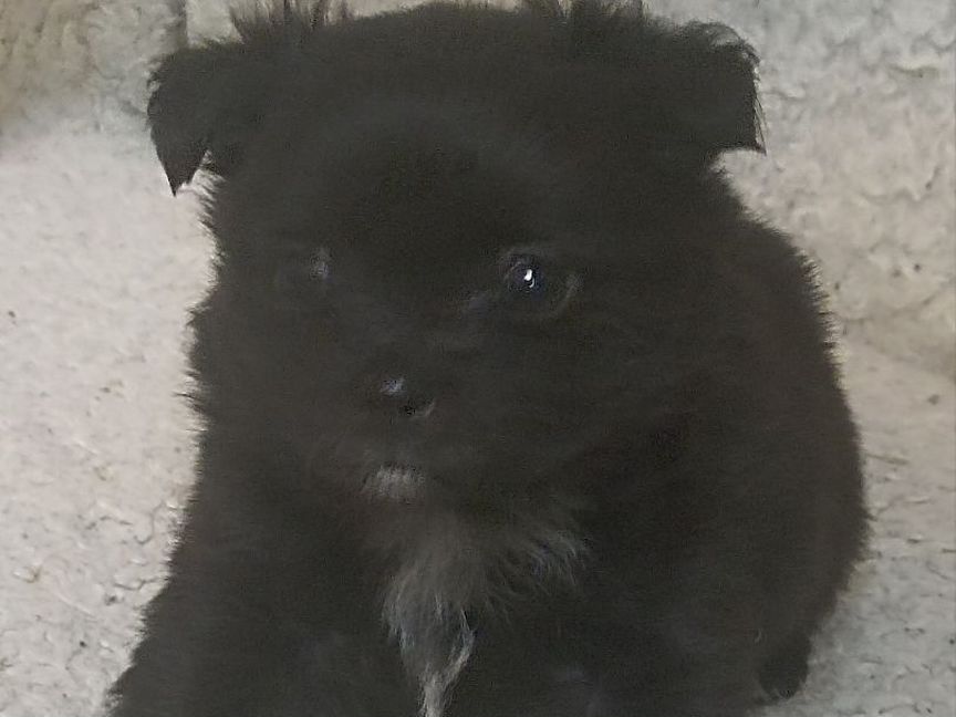 Собака маленькая порода чихуахуа