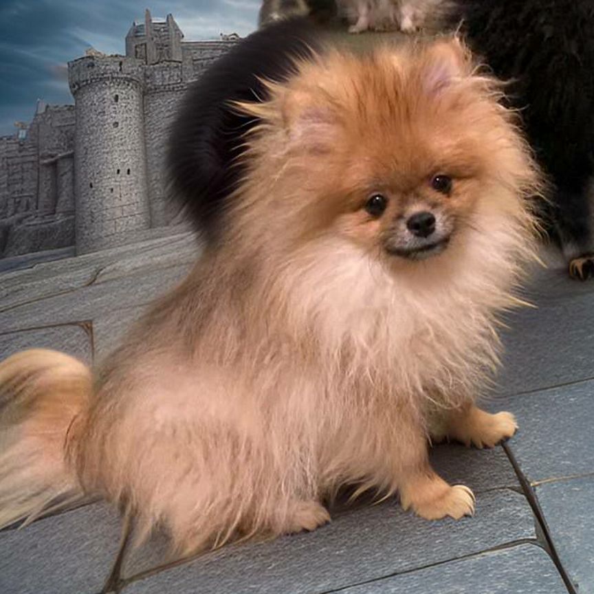 Померанский шпиц, щенок