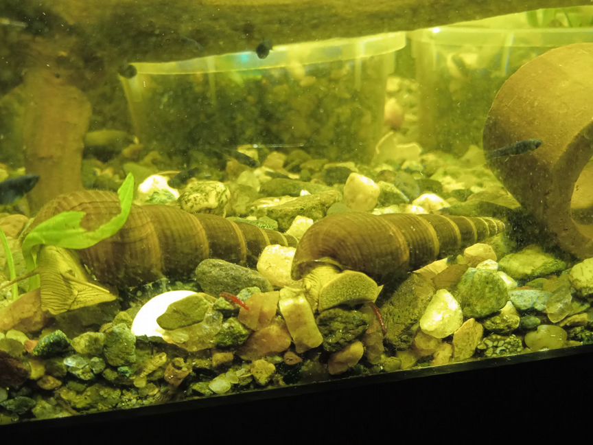 Улитки оранжевый кролик