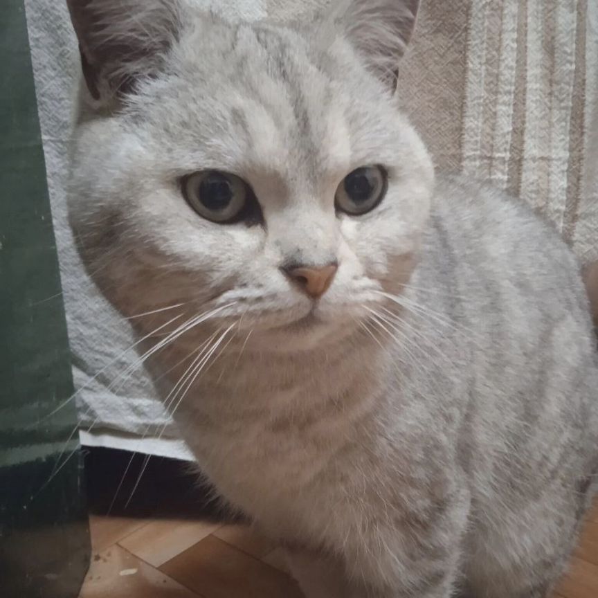 Ищу кошке новый дом