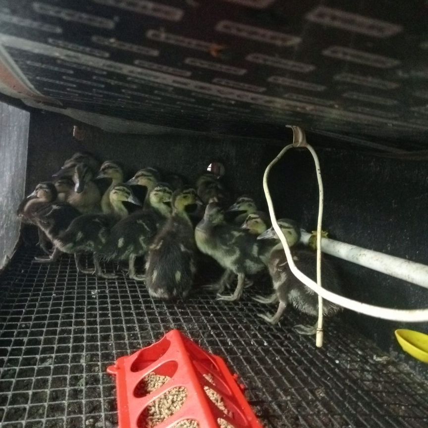 Утят подсадное