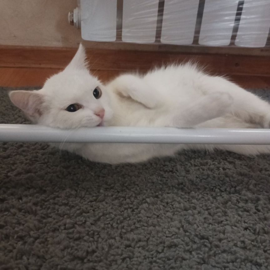 Отдадим кошечку с лотком и кормом