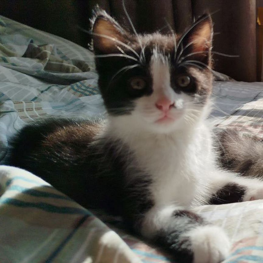 Отдам в добрые руки котика