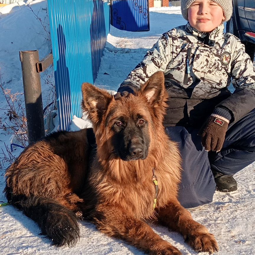 Немецкая овчарка