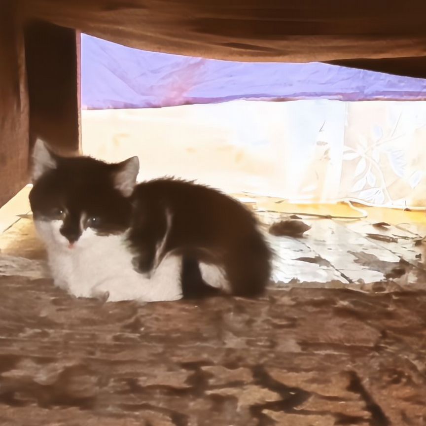 Котёнок в добрые руки