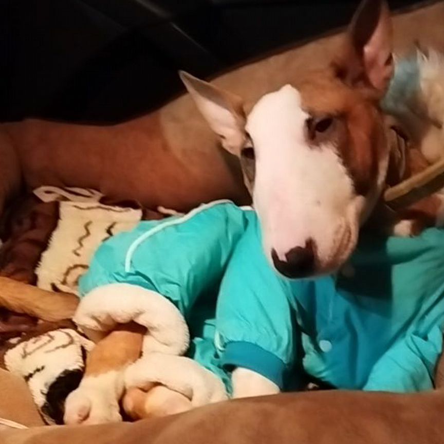 Бультерьер, щенок