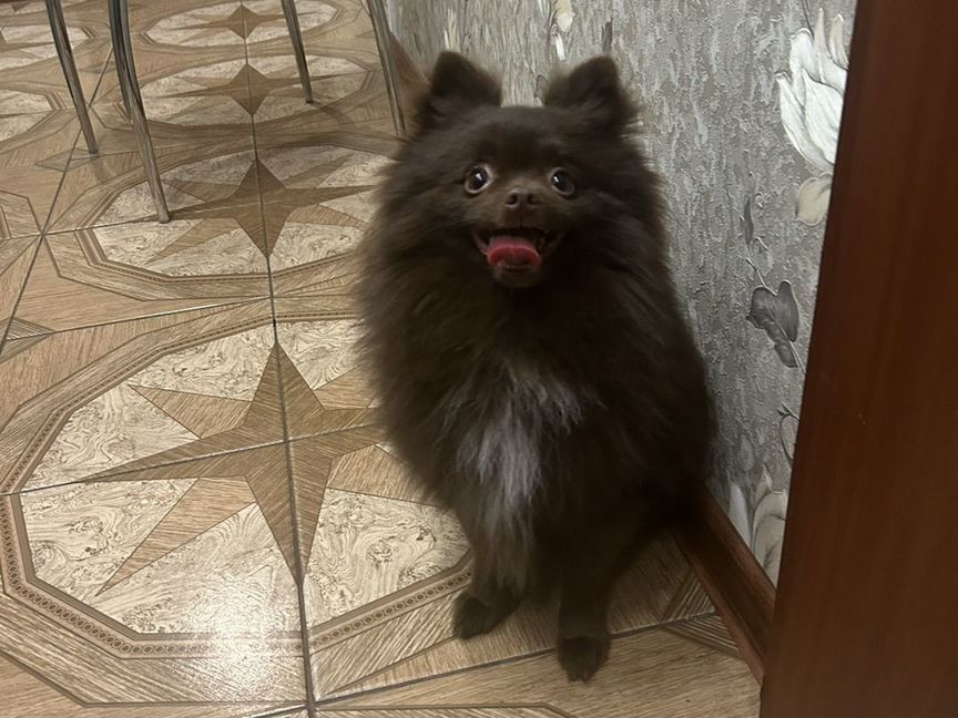 Собака шпиц