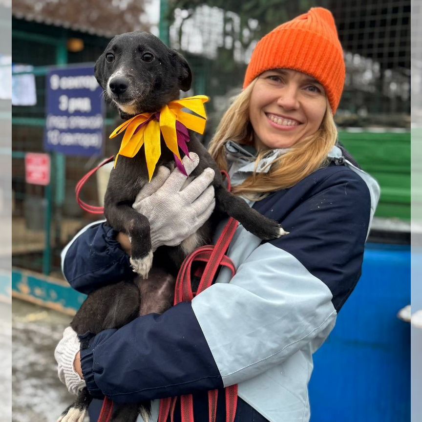 Взрослая собака в добрые руки