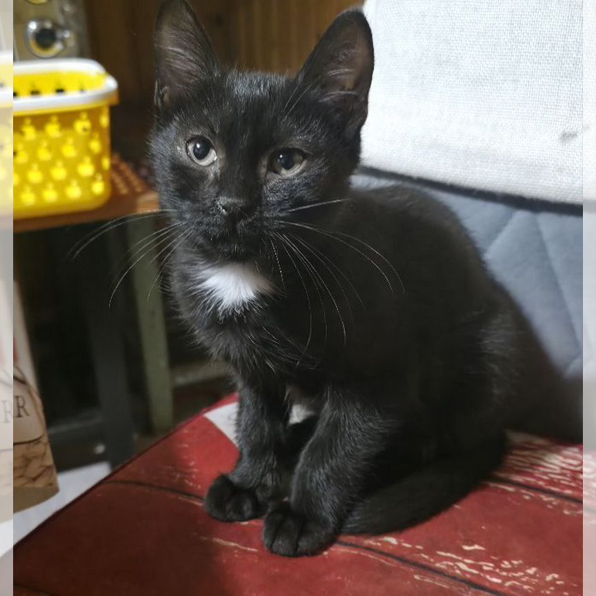 Котёнок в добрые руки