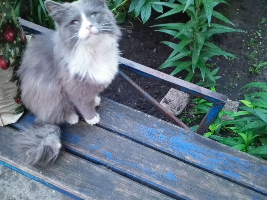 Кот Семка