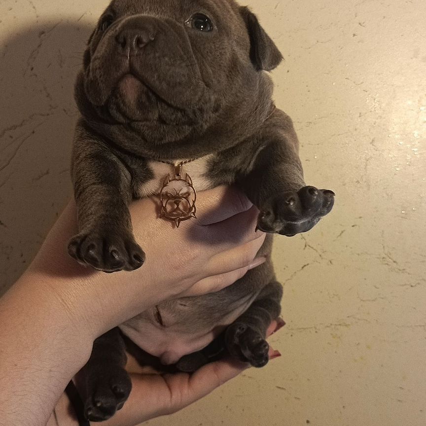 Американский булли, щенок