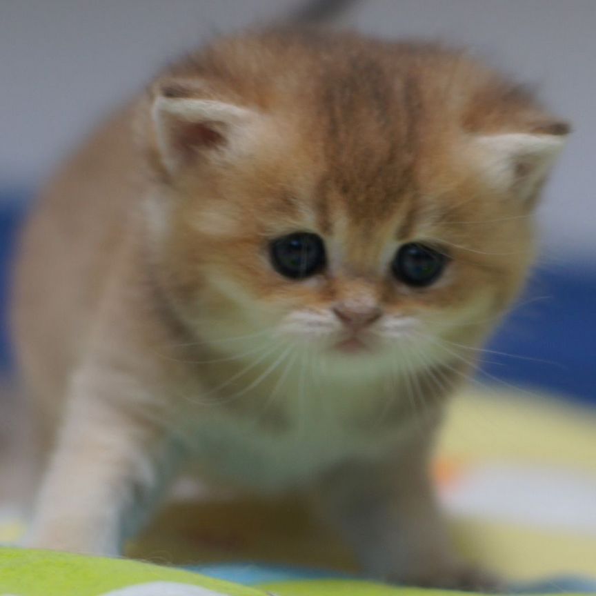 Британский короткошёрстный котёнок
