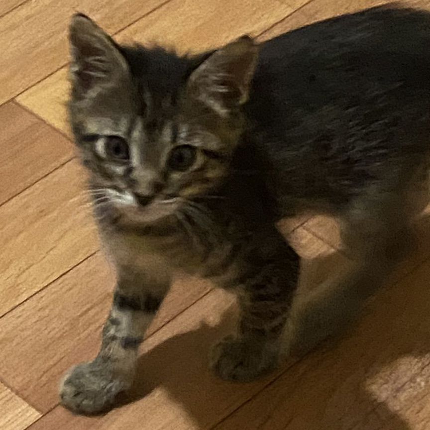 Мейн-кун котёнок