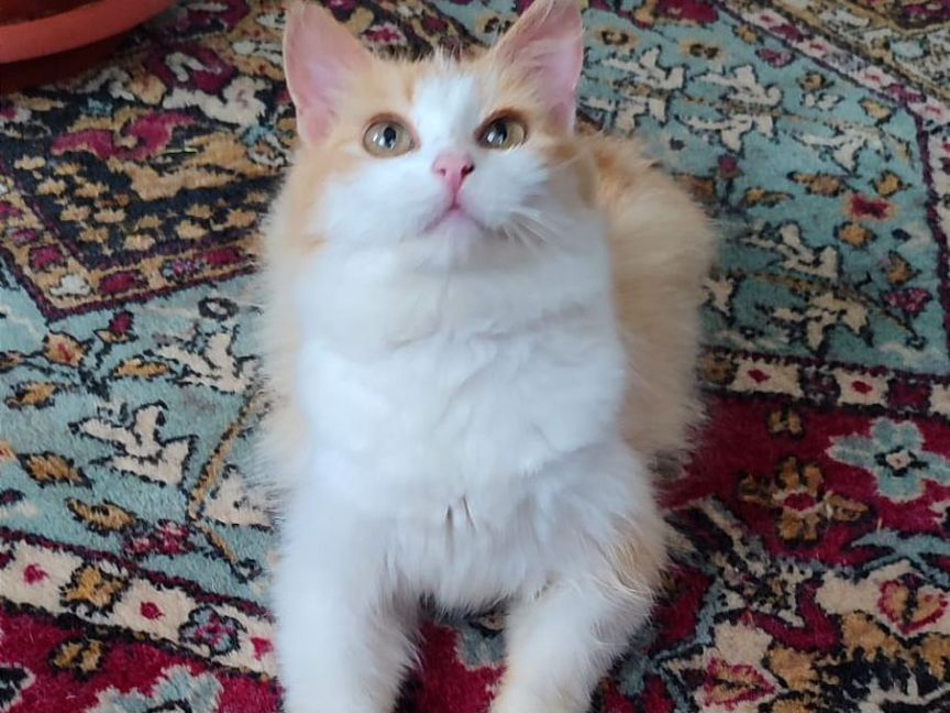 Кошка в дар бесплатно, Крис