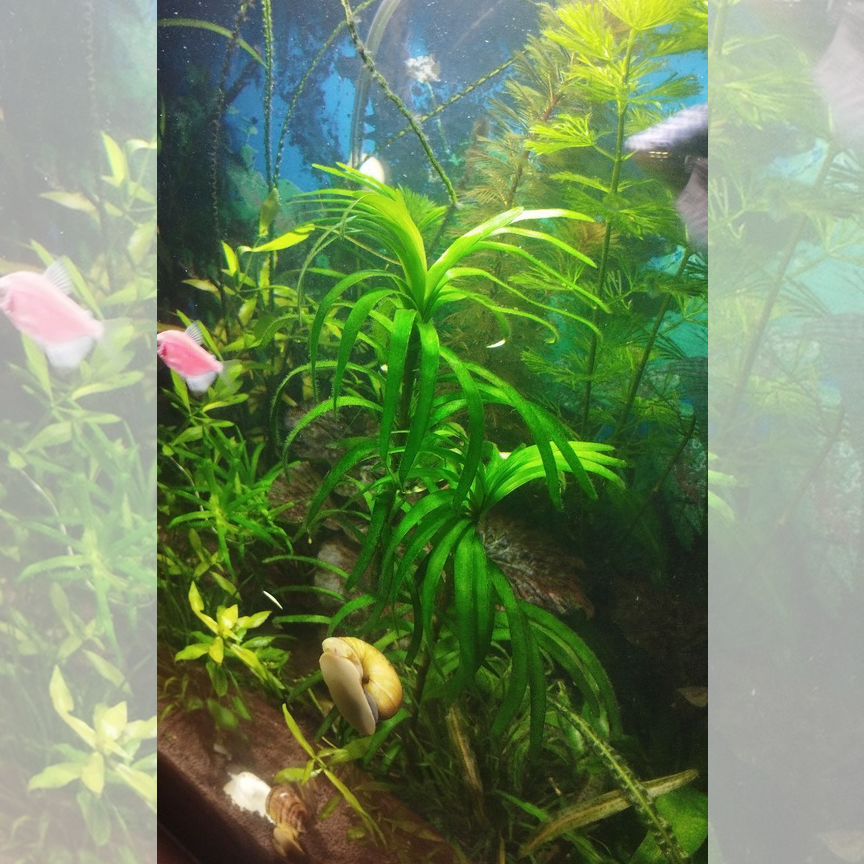 Эйхорния лазоревая