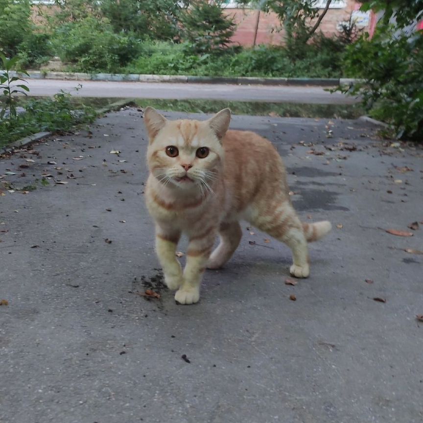 Мальчишка шотландец)