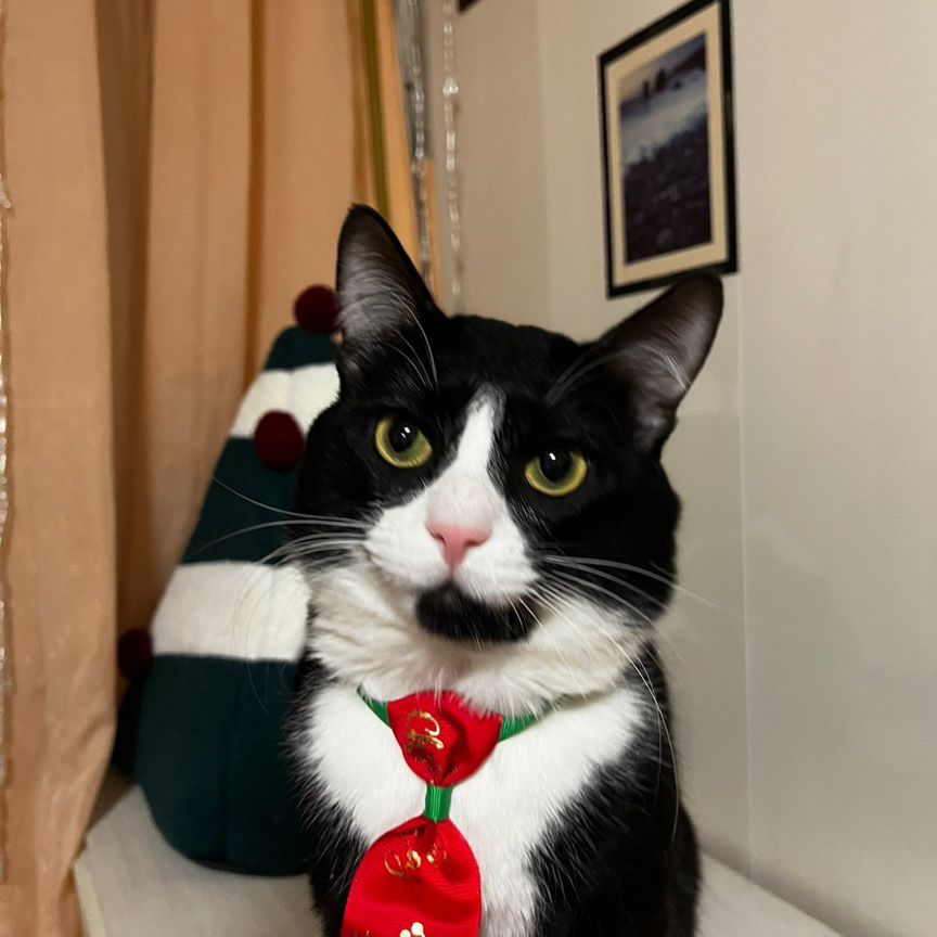 Котейка в добрые руки