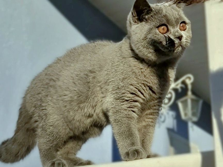 Британская кошечка