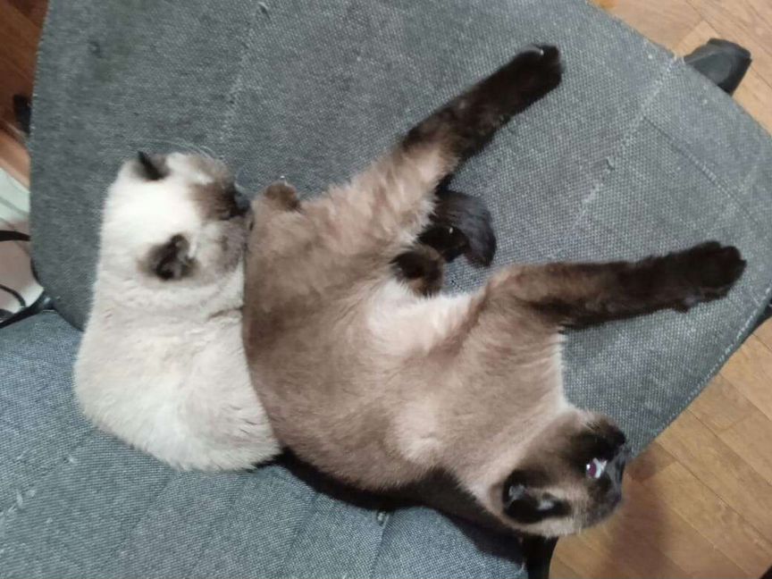 Сиамская кошка