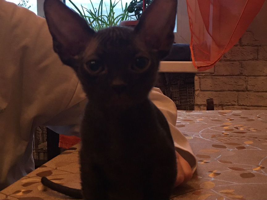 Кошка и кот