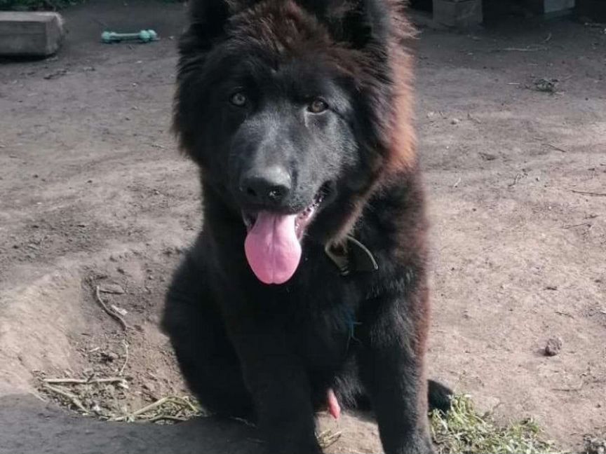 7 мес.Немецкая овчарка в осознанные руки