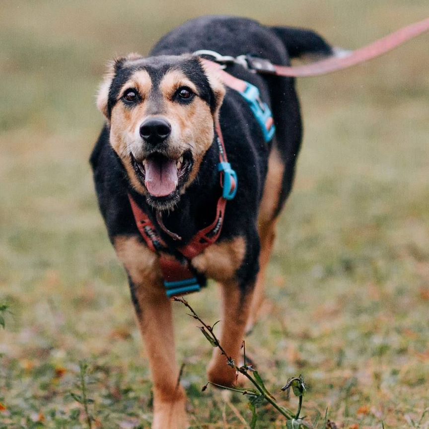 Взрослая собака в добрые руки