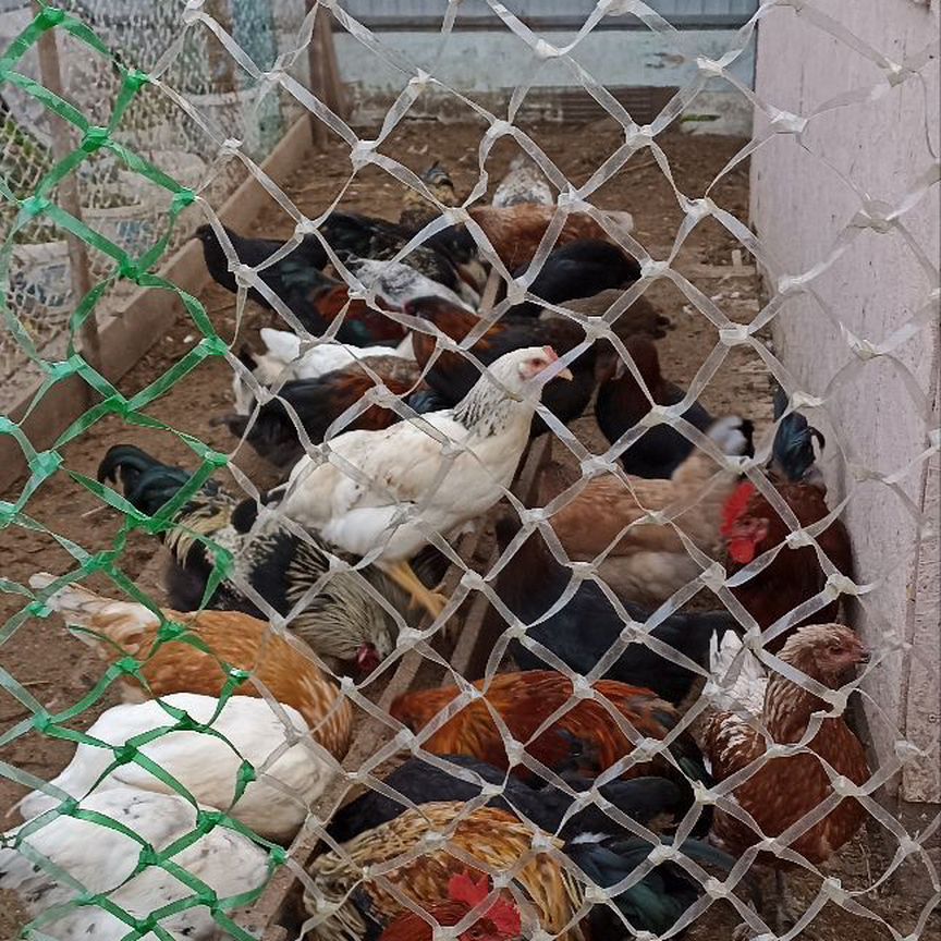 Молодые петушки