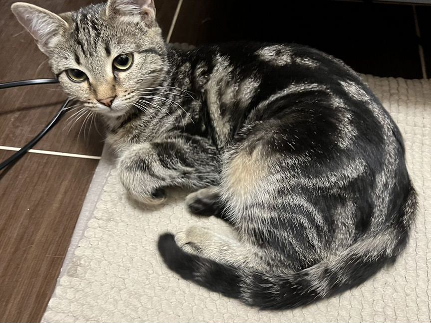 Европейская кошка