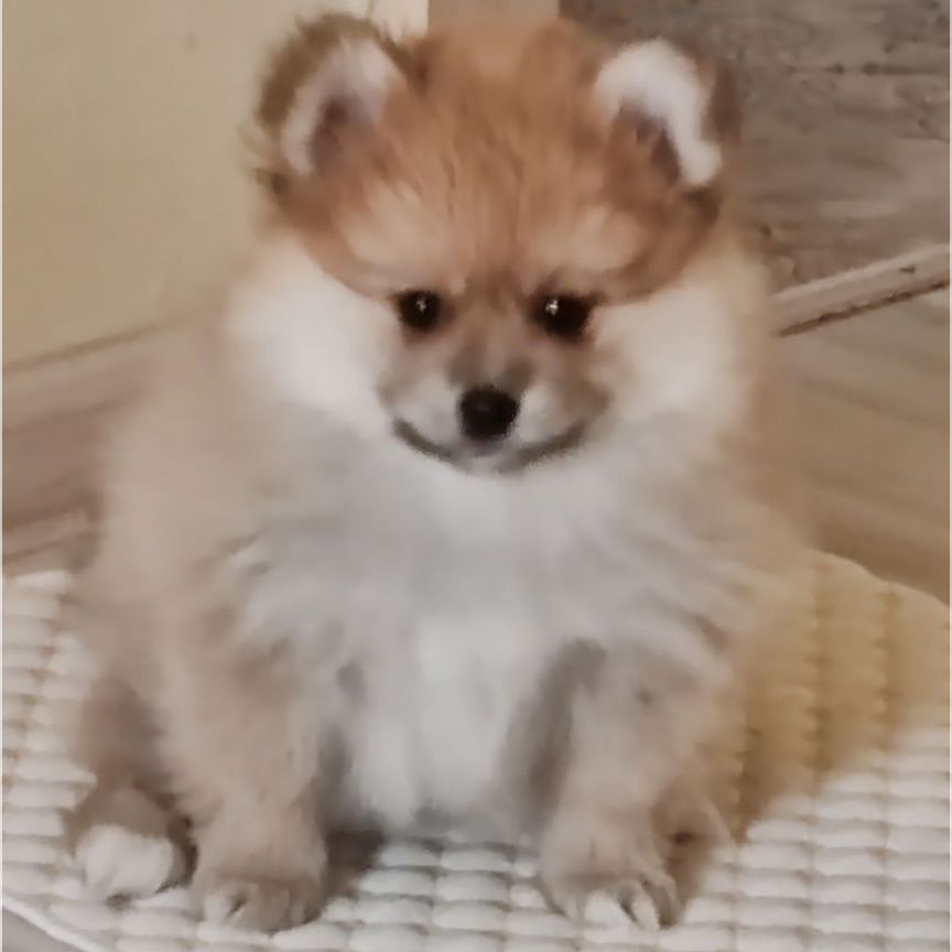 Померанский шпиц, щенок