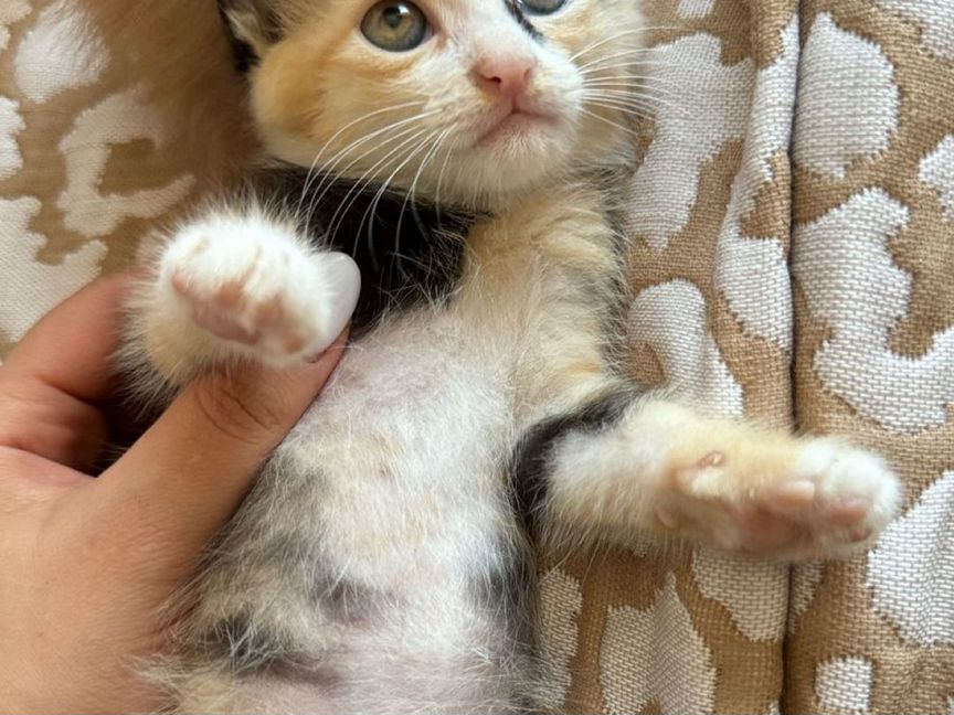 Милый сладкий котенок в добрые руки