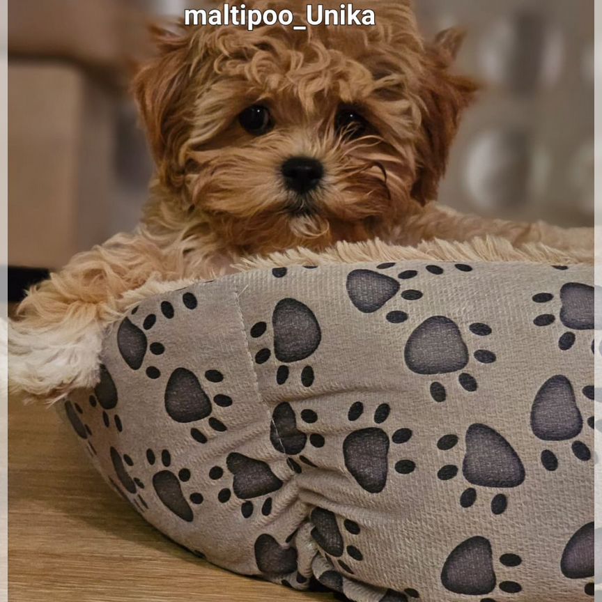 Щенки мальтипу f1 мини