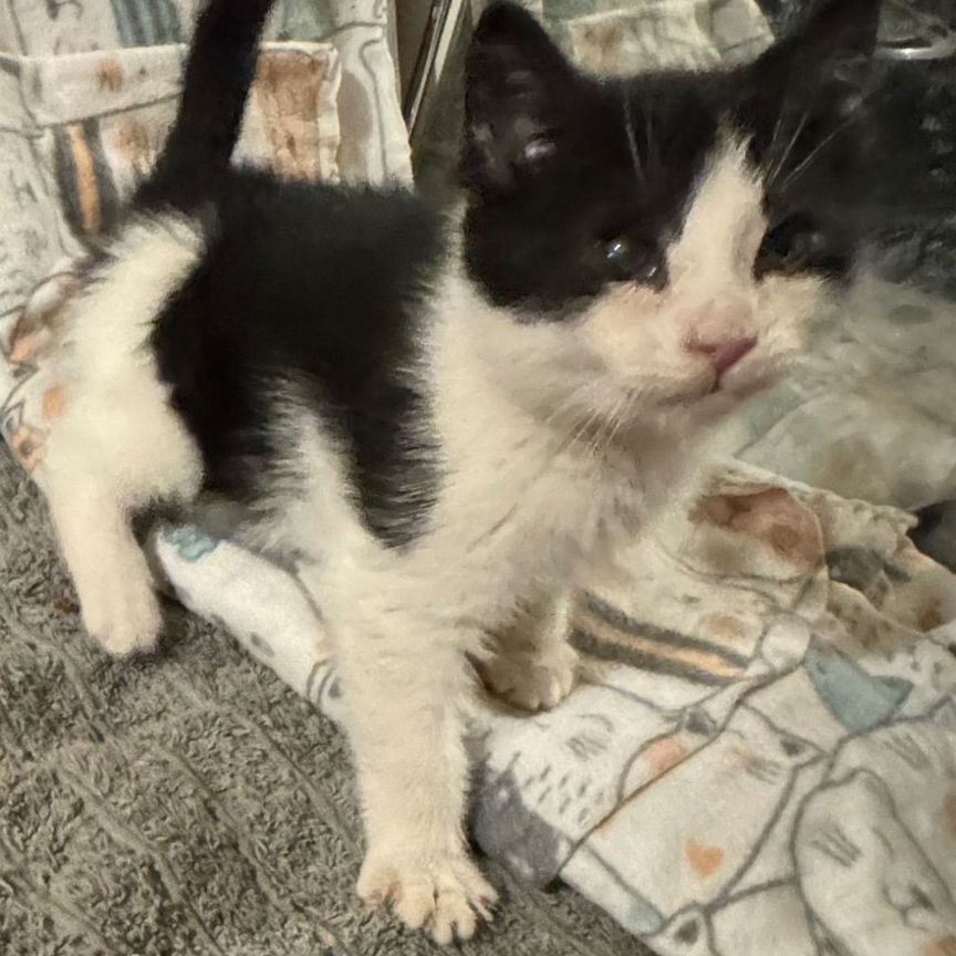 Котенок в добрые руки