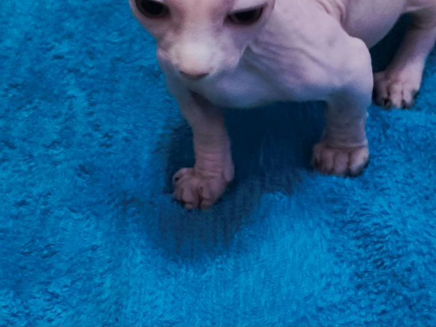 Двэльфы