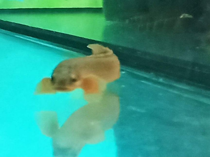 Полиптерус сенегальский