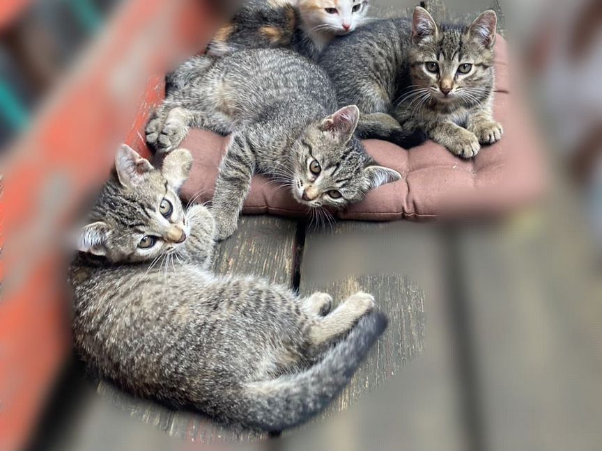 Котята в добрые руки