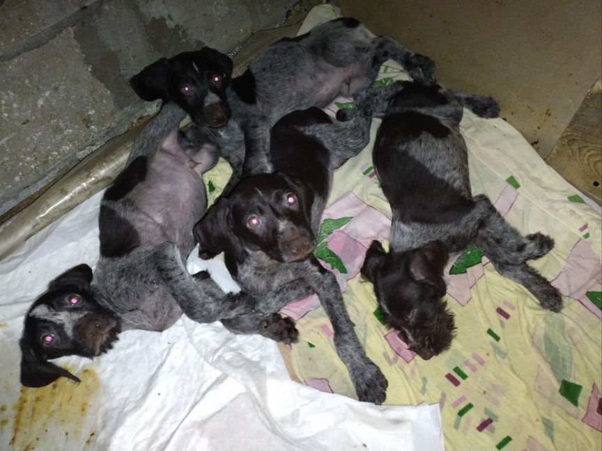 Щенки Дратхаара