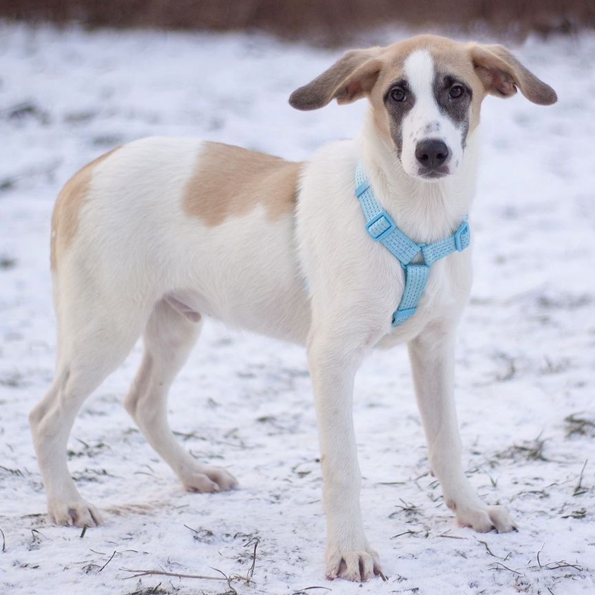 Щенок в добрые руки