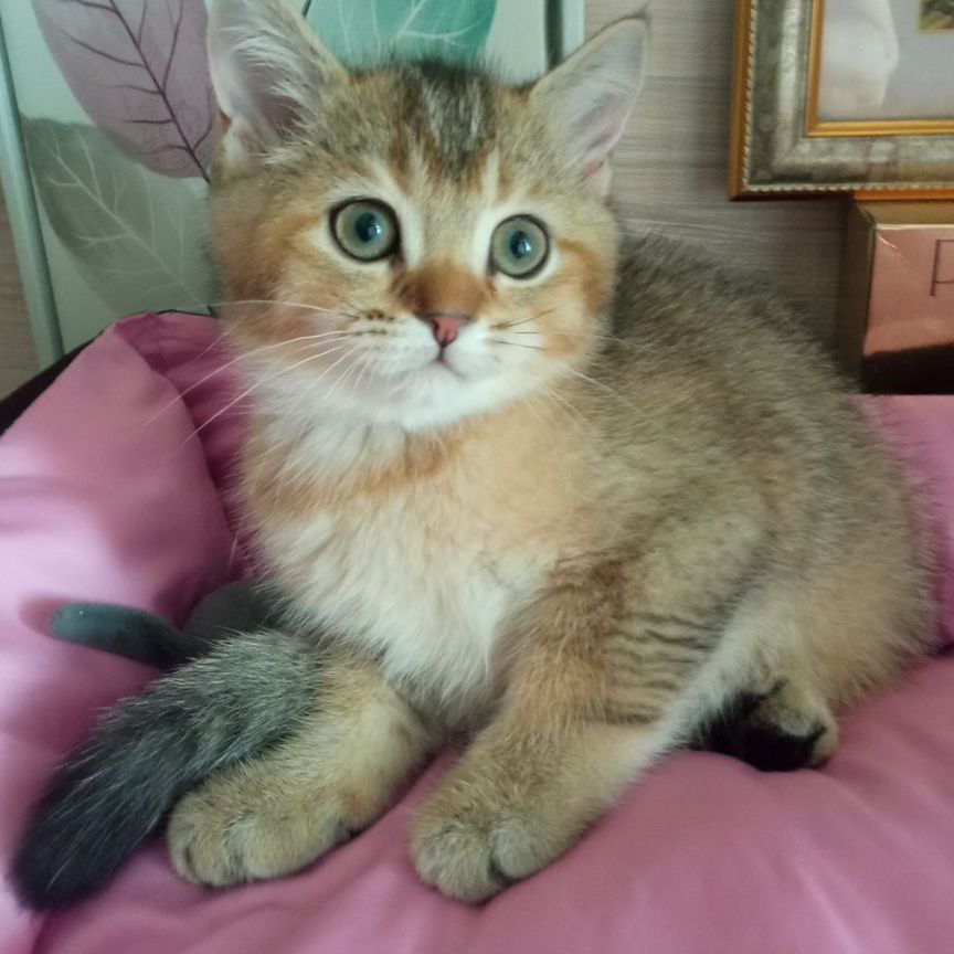 Шотландский вислоухий короткошёрстный котёнок