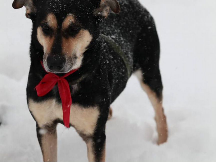 Собачка Мэй ищет дом