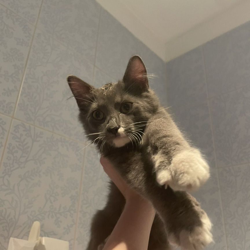 Котенок ищет дом