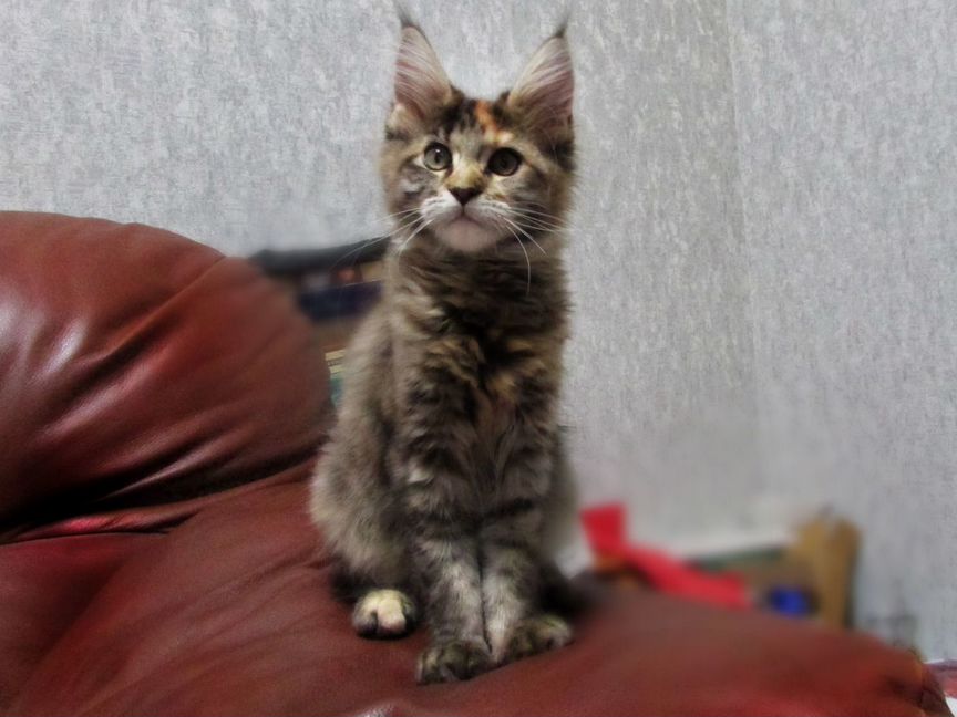 Котята мейн-кун