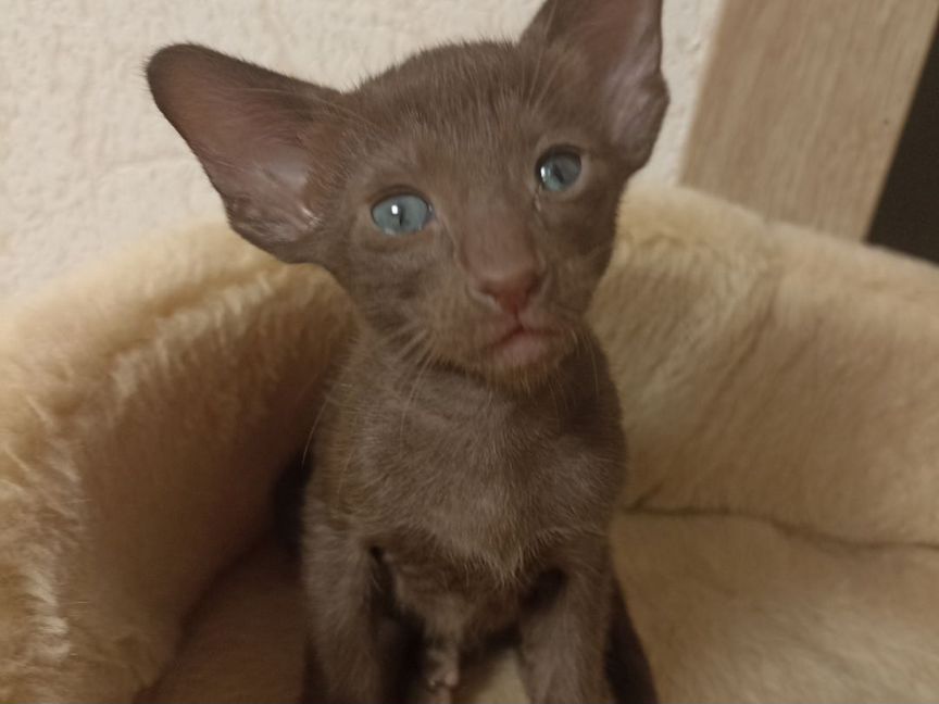 Котята ориентальной породы