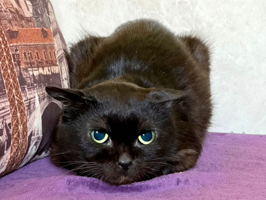 Черный зеленоглазый кот