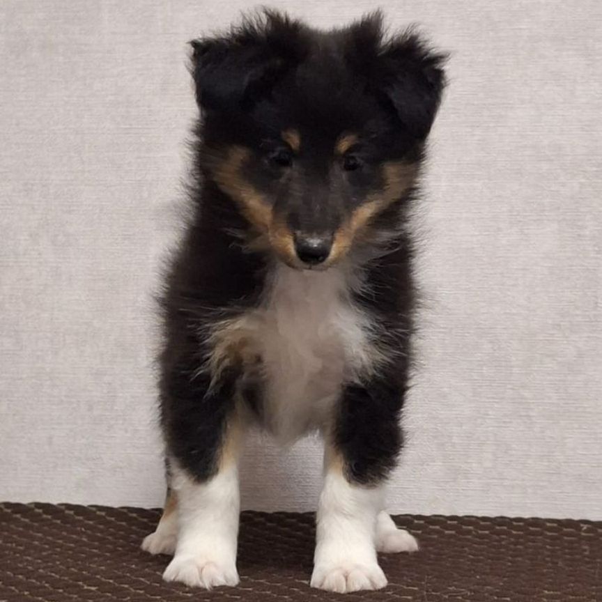 Щенки шелти