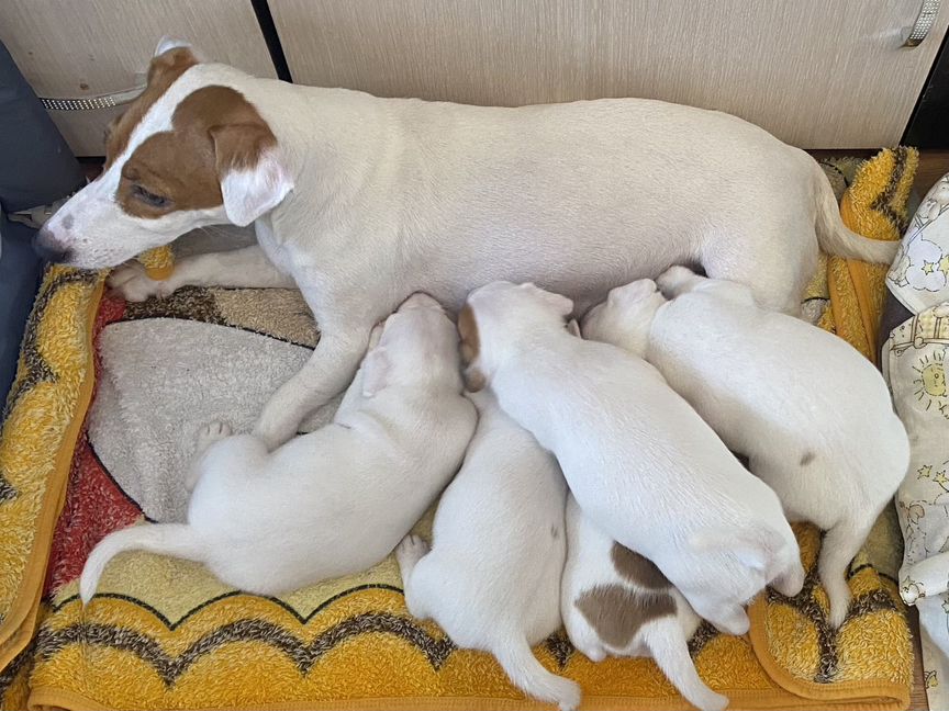 Щенки Джек Рассел Терьер