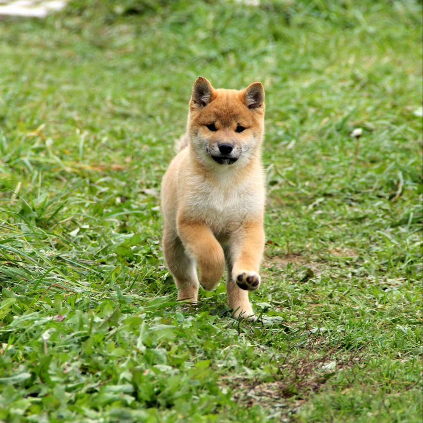 Щенки сиба ину