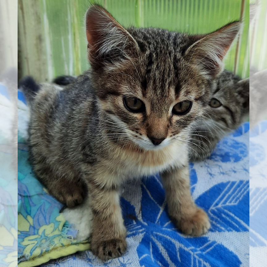 Котёнок
