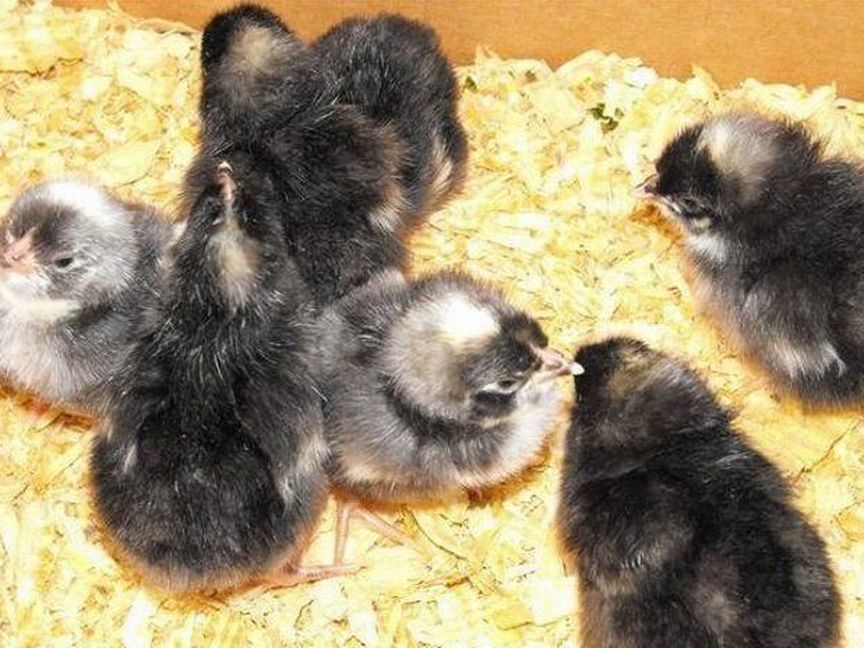 Цыплята гриз бар