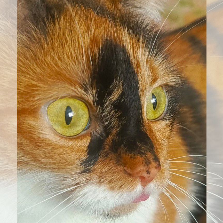 Взрослая, кошка в добрые руки