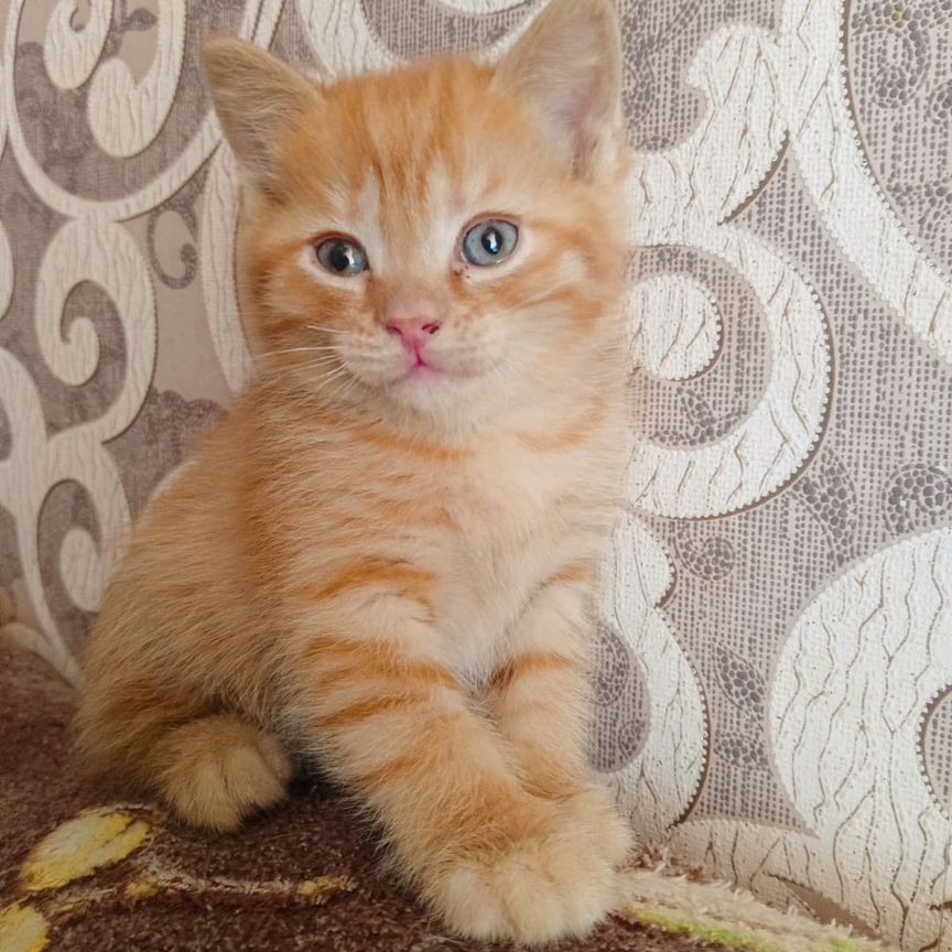 Котик